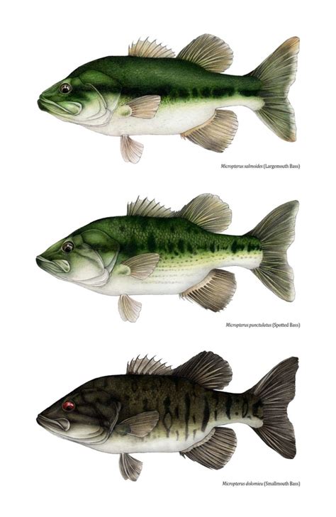 3 Species Of Freshwater Bass An Art Print By Alexis Joyce Inprnt