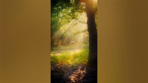 Gahaka Mal Pipila ගහක මල් පිපිලා ️🌻 Sinhalasongs Sinhalacoversongs Sunshinemusic890 Youtube