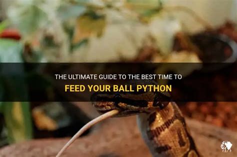 The Ultimate Guide To The Best Time To Feed Your Ball Python PetShun