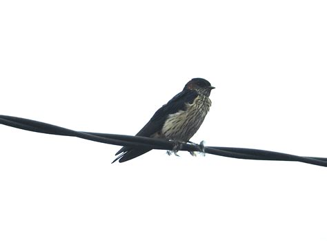 Cecropis Daurica I Layang Layang Loreng Gua Biodiversity Warriors