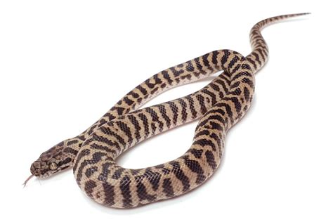 k20 017 male pygmy banded colourful critters