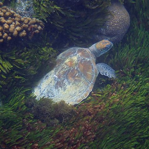 Operationdoris Green Sea Turtle Rescue — Norfolk Islands Reef