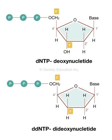 Dideoxynucleotide Sequencing