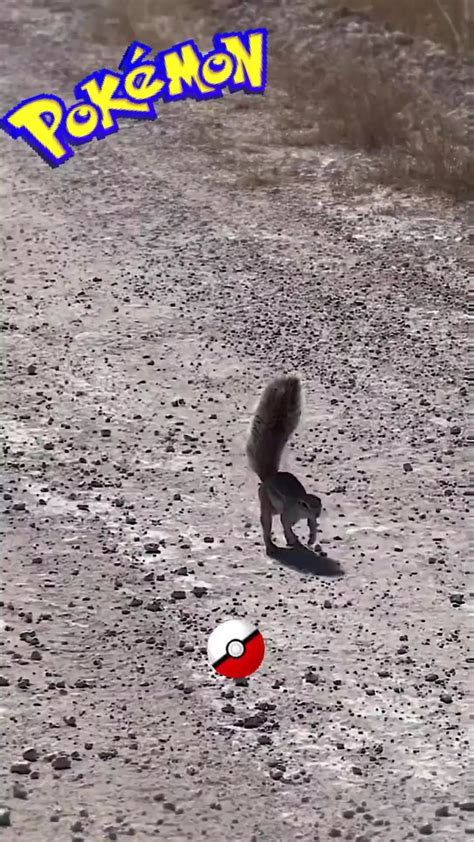 Pokeballs R Squirrelproblems