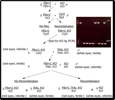 Diagram Of Recombinant Mapping Strategy Flies Were Segregated Based On