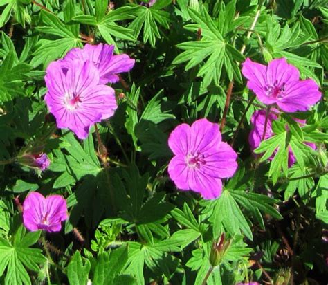 Geranium Sanguineum Tiny Monster Kwekerij Margriet