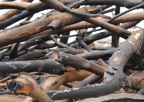Incendios Forestales 95 Provocados Por Los Humanos