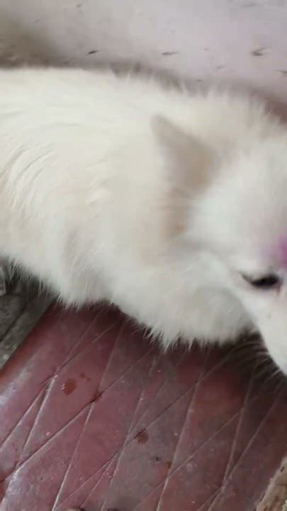 സുന്ദരി റൂബി കുട്ടി😘 Home Trending Shortvideo ️ Youtube