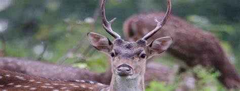 Tree Guards For Deer Rubbing Queen Bee Of Honey Dos