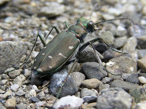 ONH Insects Oregon Tiger Beetles Mating