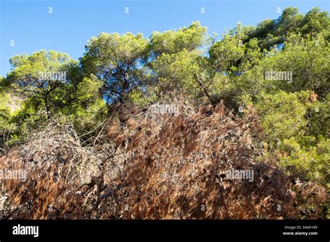 A Mediterranean Pine Forest With Remains Of A Fire Green And Dry Duality The Burned Branches