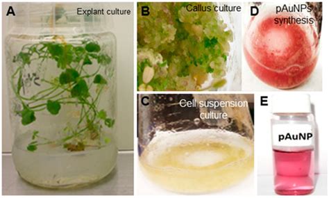 Plant Cell Engineered Gold Nanoparticles Conjugated To Quercetin