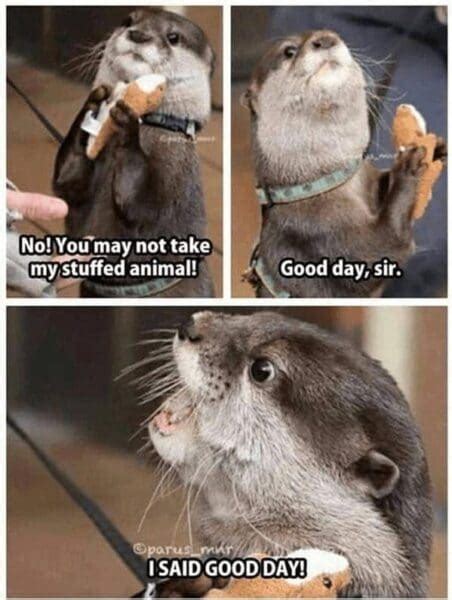 30 Otter Memes That Are Cute Silly And So Relatable
