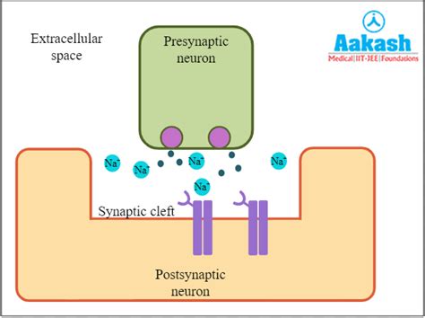 Synapse Meaning Types And Transmission Of Impulse Aesl