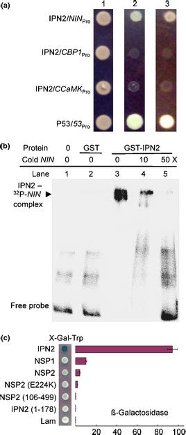 Dna Binding And Transcription Activation Of Lotus Japonicus Ipn2 A