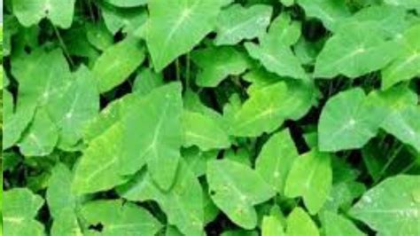 গৰ্ভৱতী মহিলাৰ বাবে কচু অতি উপকাৰী ইয়াত কি কি গুণ আছে জানক Kosu Colocasia Health