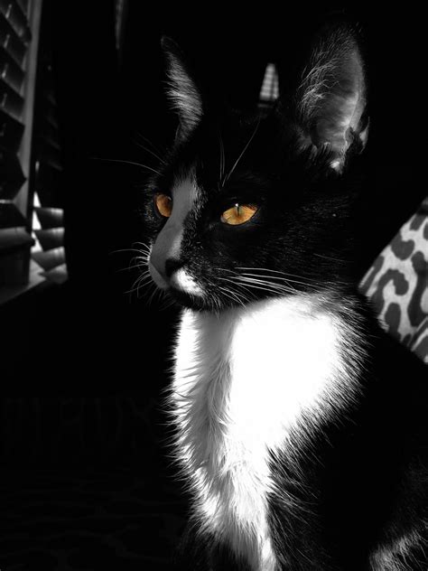 Princess Planning World Domination R Supermodelcats