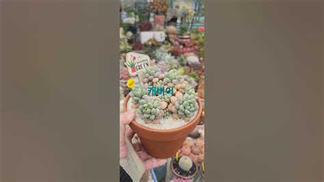 다육이 캐비어 데려왔어요~~다육이키우기 다육이 다육이키우기 다육농원 다육이를부탁해 식집사 반려식물 식물 선물 다육이키우기 다육이선물 Youtube