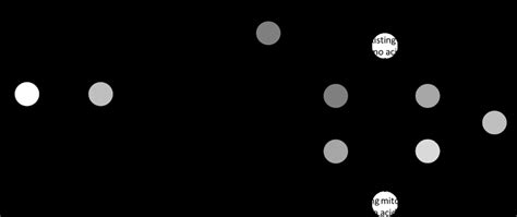 Corrections For Metabolite Pool Dilution From Various Sources Rapid