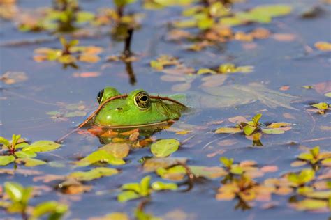 Northern Grasshopper Mouse Ndow