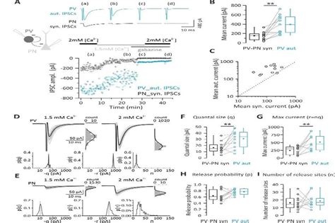 Quantal Parameters Accounting For Larger Unitary Autaptic Than Synaptic