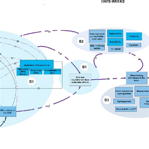 Feedback Loops Describing Modifications Of Central Nervous And Download Scientific Diagram