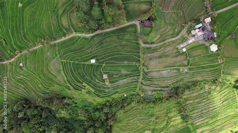 Curved Lines Of Rice Field Boundaries View From High Altitude Aerial