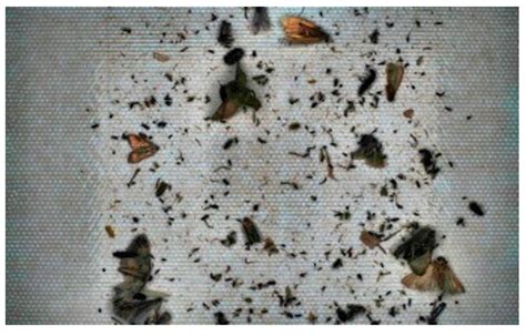 Image Recognition And Classification Of Farmland Pests Based On Improved Yolox Tiny Algorithm