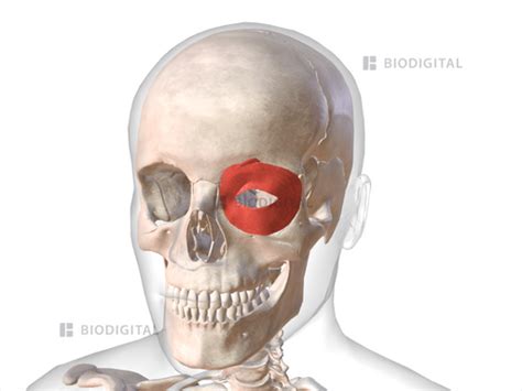 Left Orbicularis Oculi Muscles Biodigital Anatomy