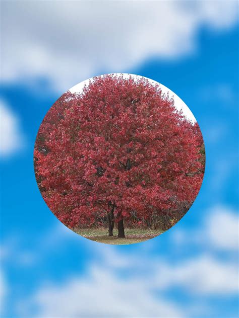 Trees Flashcards Memorang Trees Flashcards Memorang