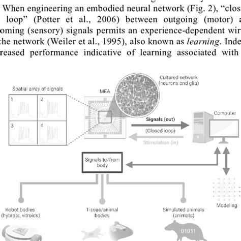embodied cultured networks control robots tissues and simulations