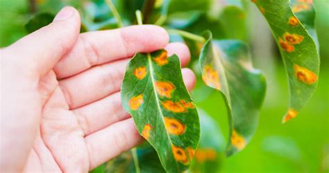 Spotting The Signs Of 10 Common Tree Diseases