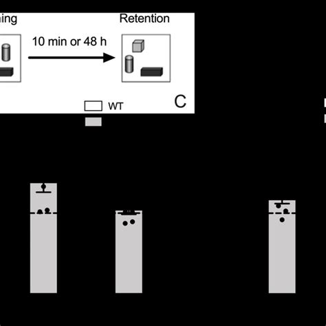 Object Recognition Memory In Msk1 And Msk2 Ko Mice Schematic Download Scientific Diagram