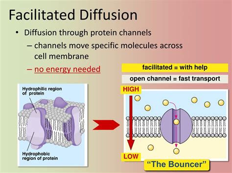 Ppt Movement Across The Cell Membrane Ch 7 Powerpoint Presentation