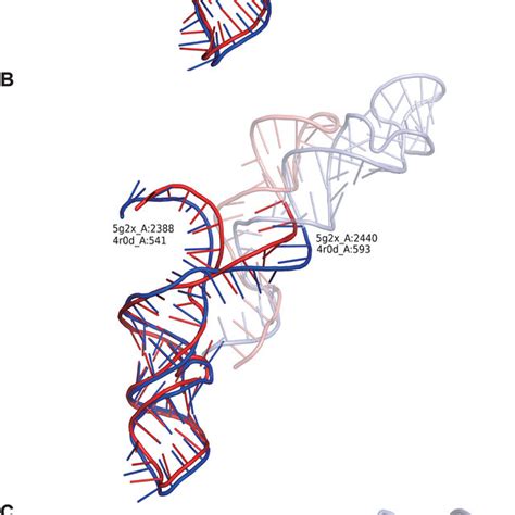 The Best Local Alignment Between Self Splicing Group Ii Introns 5g2x Download Scientific