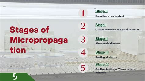 Micropropagation Or Plant Tissue Culture And Types Pdf