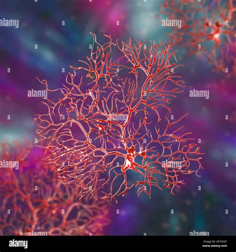 Purkinje Cell Of The Cerebellum Computer Illustration Purkinje Nerve