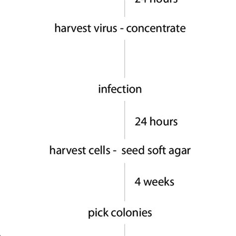 Flow Chart Of Screen Procedures Download Scientific Diagram