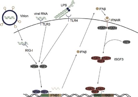 Outline Of Type I Ifn Activation And Signaling Schematic Three Key