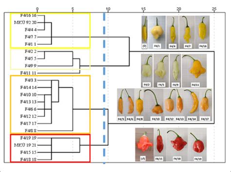 hierarchical clustering analysis dendrogram of relatedness of the