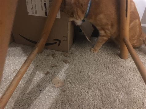 Eat Tha Box R TouchThaFishy