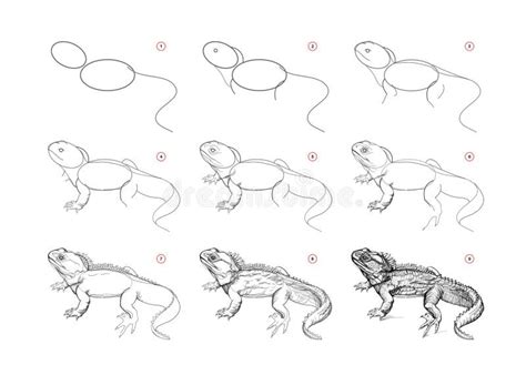 Lizard Drawing Frilled Lizard Over 586 Royalty Free Licensable Stock