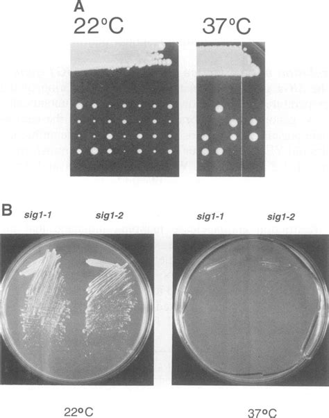 Temperature Sensitive Growth Defect Of Sigl Mutant Cells A