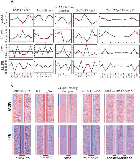 The Dna Shape Features Are Characteristic For The Known Tf Motifs And