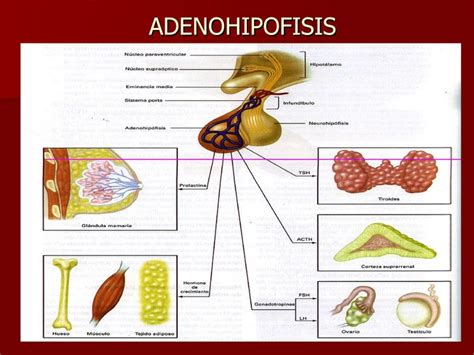 Sistema Endocrino