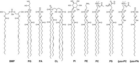 Phospholipids Classes Hilicon Innovative Hilic Company