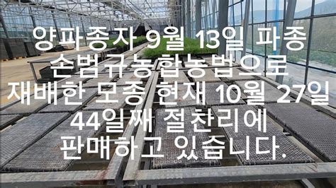 양파종자9월13일파종손범규농합농법으로재배한모종현재10월27일44일째절찬리에판매하고있습니다 241027일경남거창가조장기손범규농합육묘장양파모종 양파모종농합면역플러스조루관주