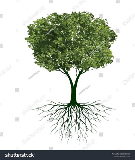 Green Tree Roots Vector Outline Illustration Stock Vector Royalty Free Shutterstock