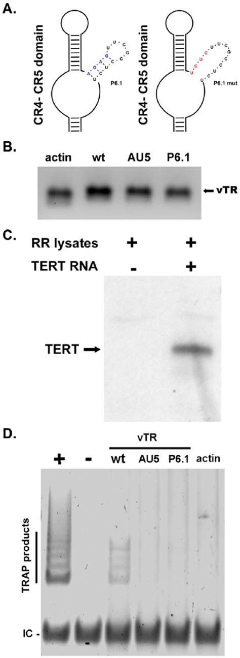 Effect Of The P6 1 Mutation On Telomerase Activity A Schematic Of The