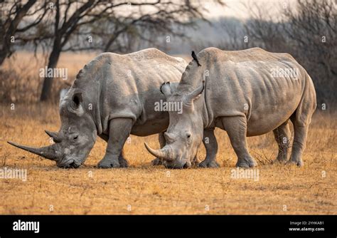 Southern White Rhinoceros Ceratotherium Simum Simum Two Rhinos